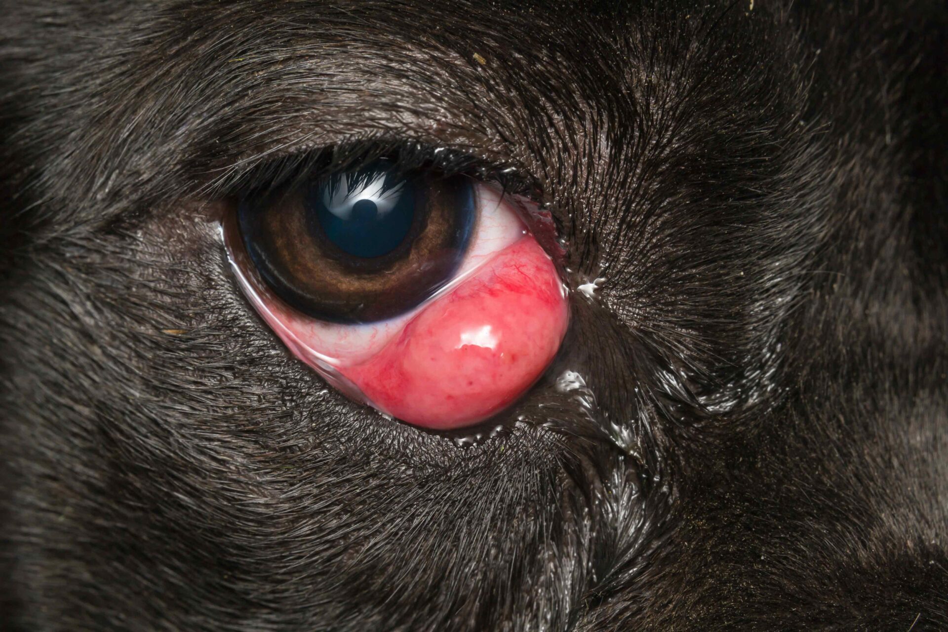 Cherry Eye: What It Is & How We Correct It Surgically - Helping Paws ...